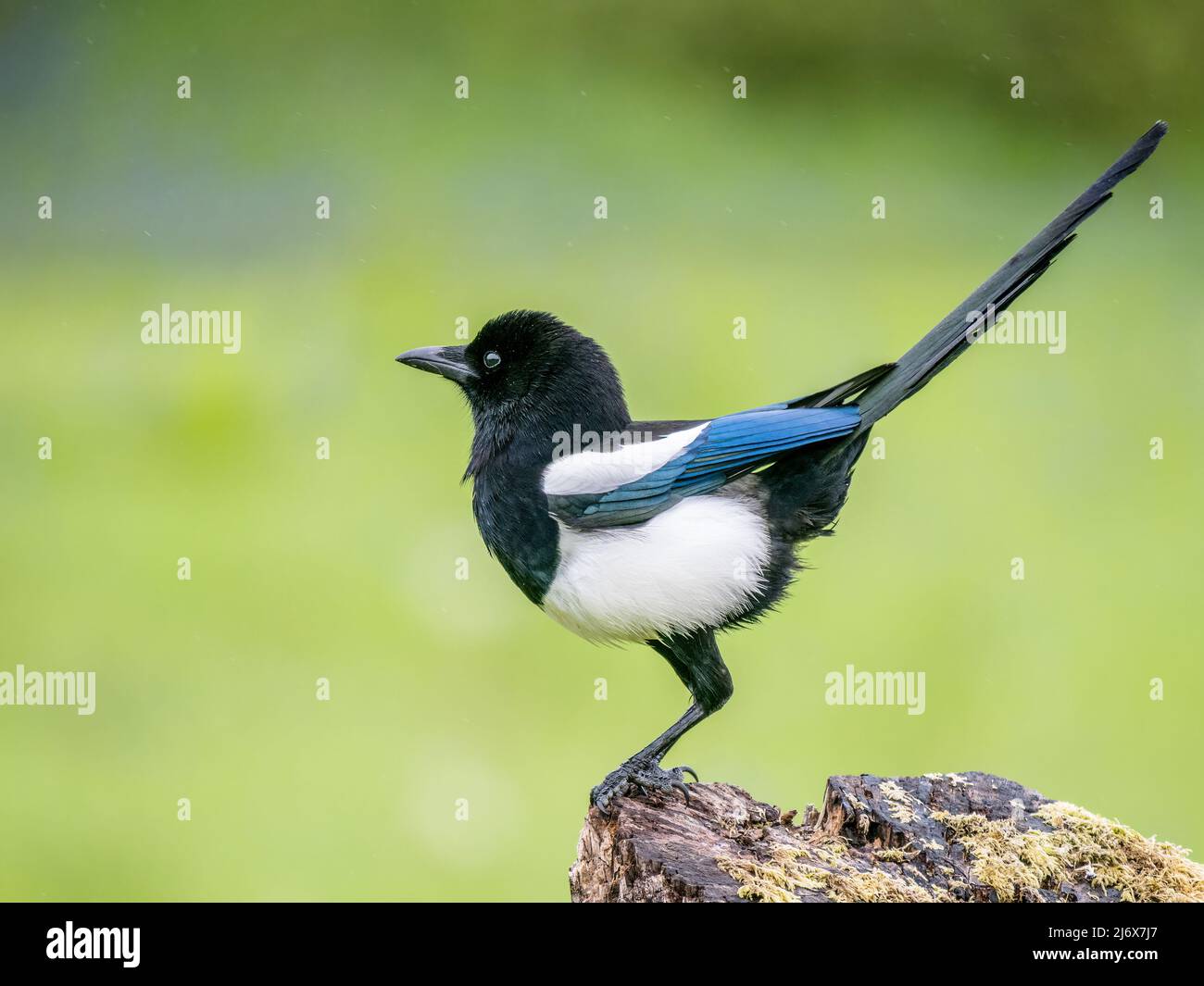 Magpie in spring hi-res stock photography and images - Alamy