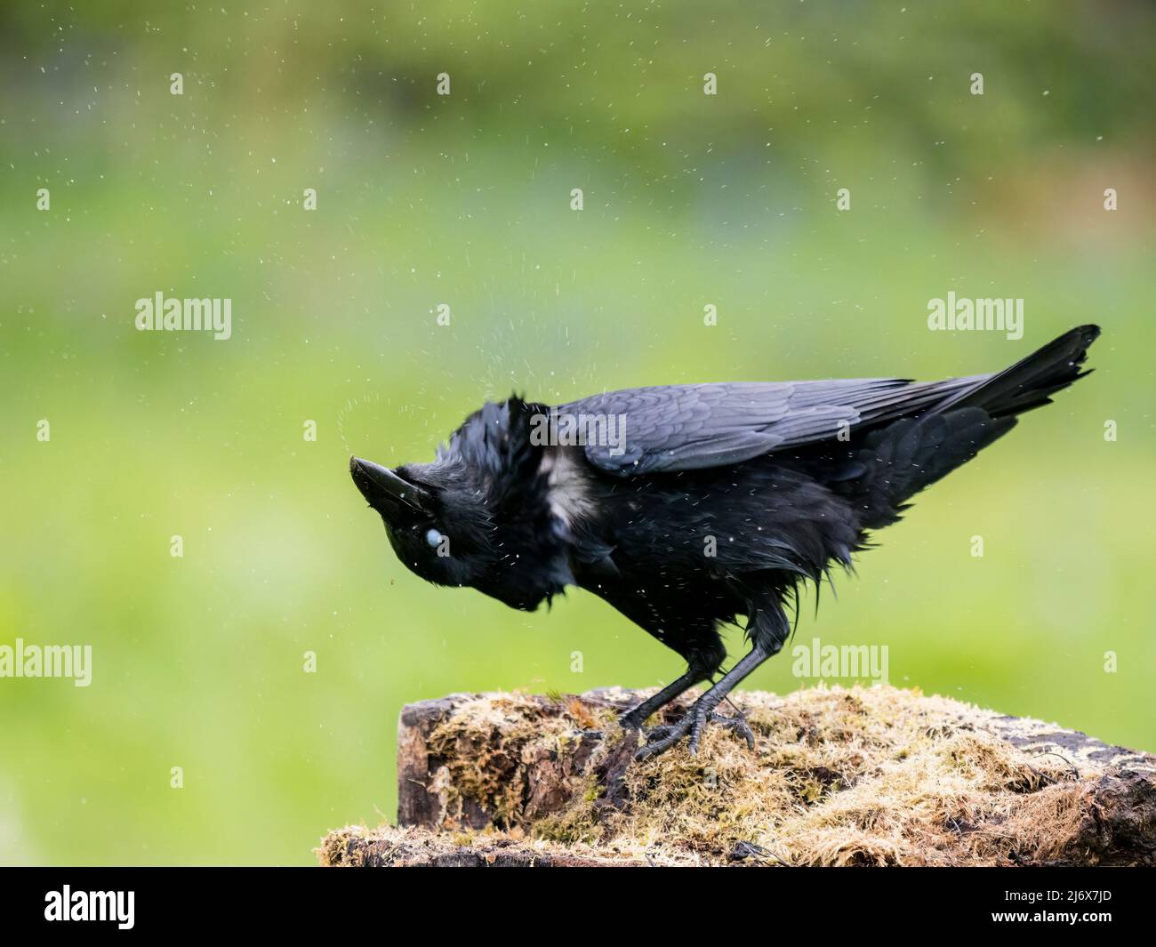 Rain crow hi-res stock photography and images - Alamy