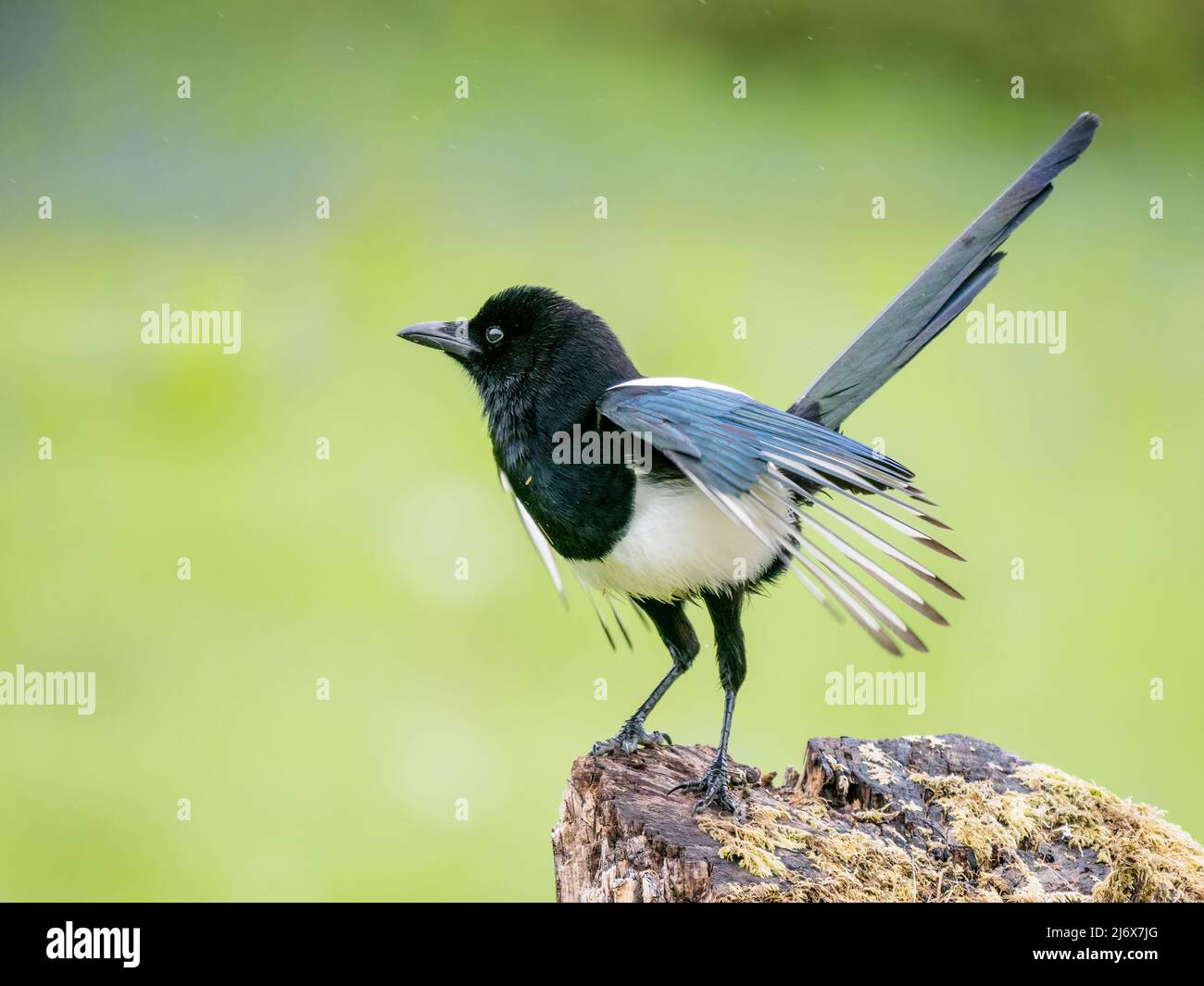 Magpie in spring hi-res stock photography and images - Alamy