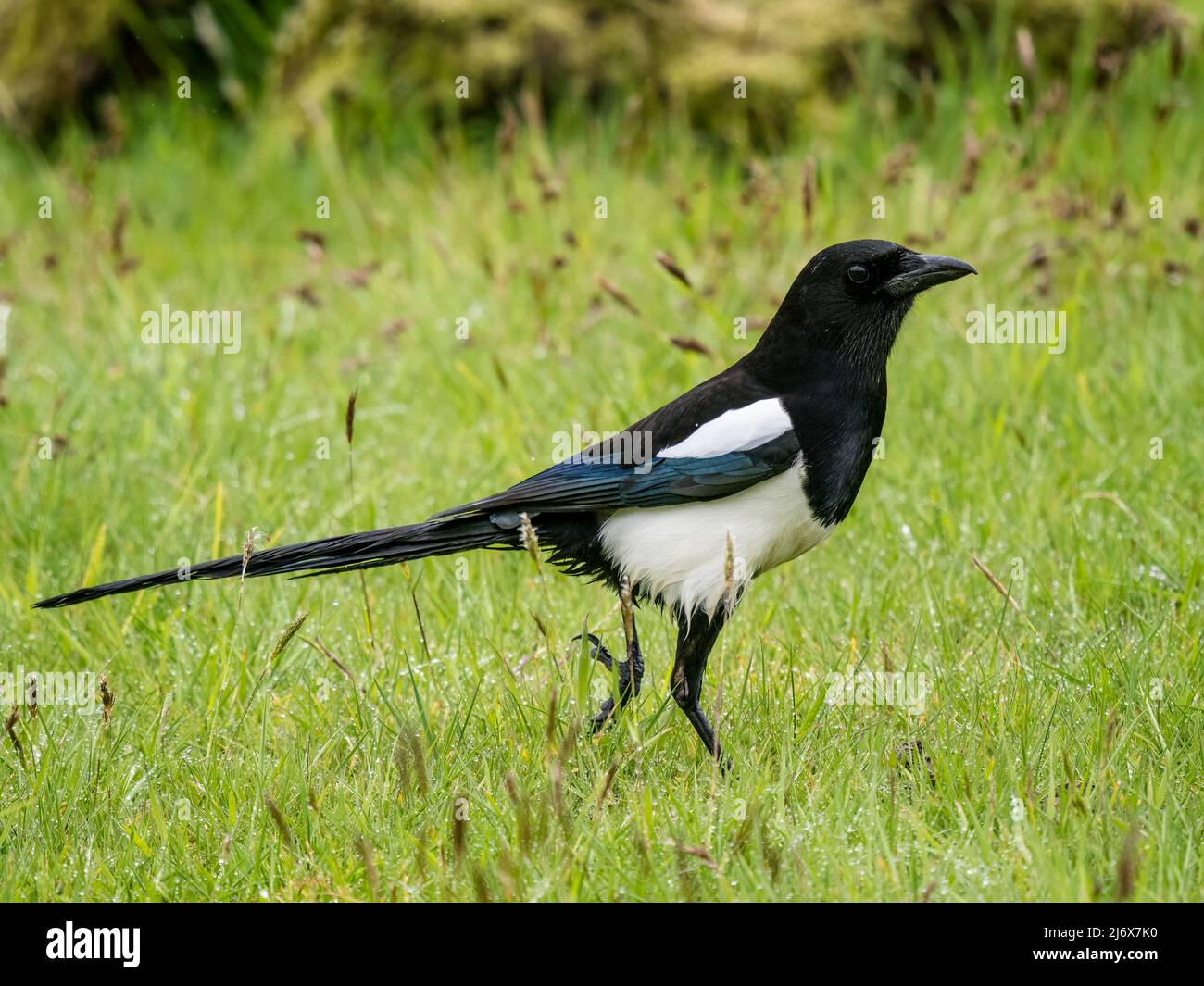 Magpie in spring hi-res stock photography and images - Alamy