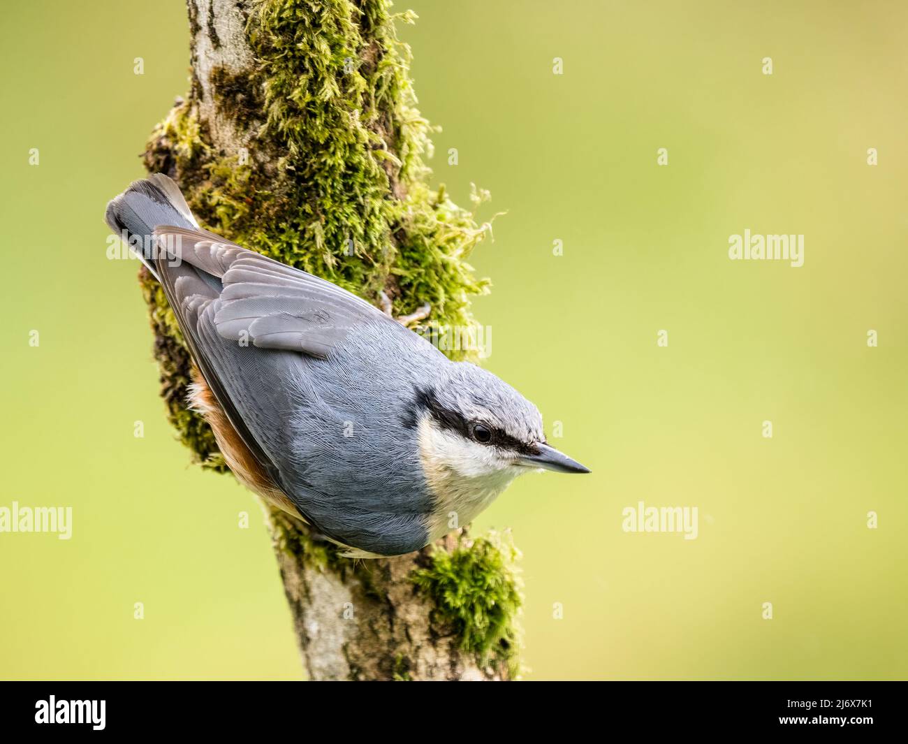 European nuthatch foraging in spring in mid Wales Stock Photo - Alamy
