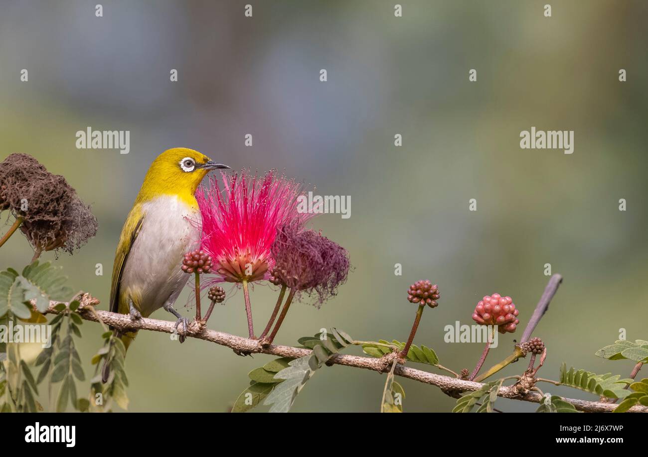 Indian white-eye or Oriental White-eye (Zosterops palpebrosus) bird ...