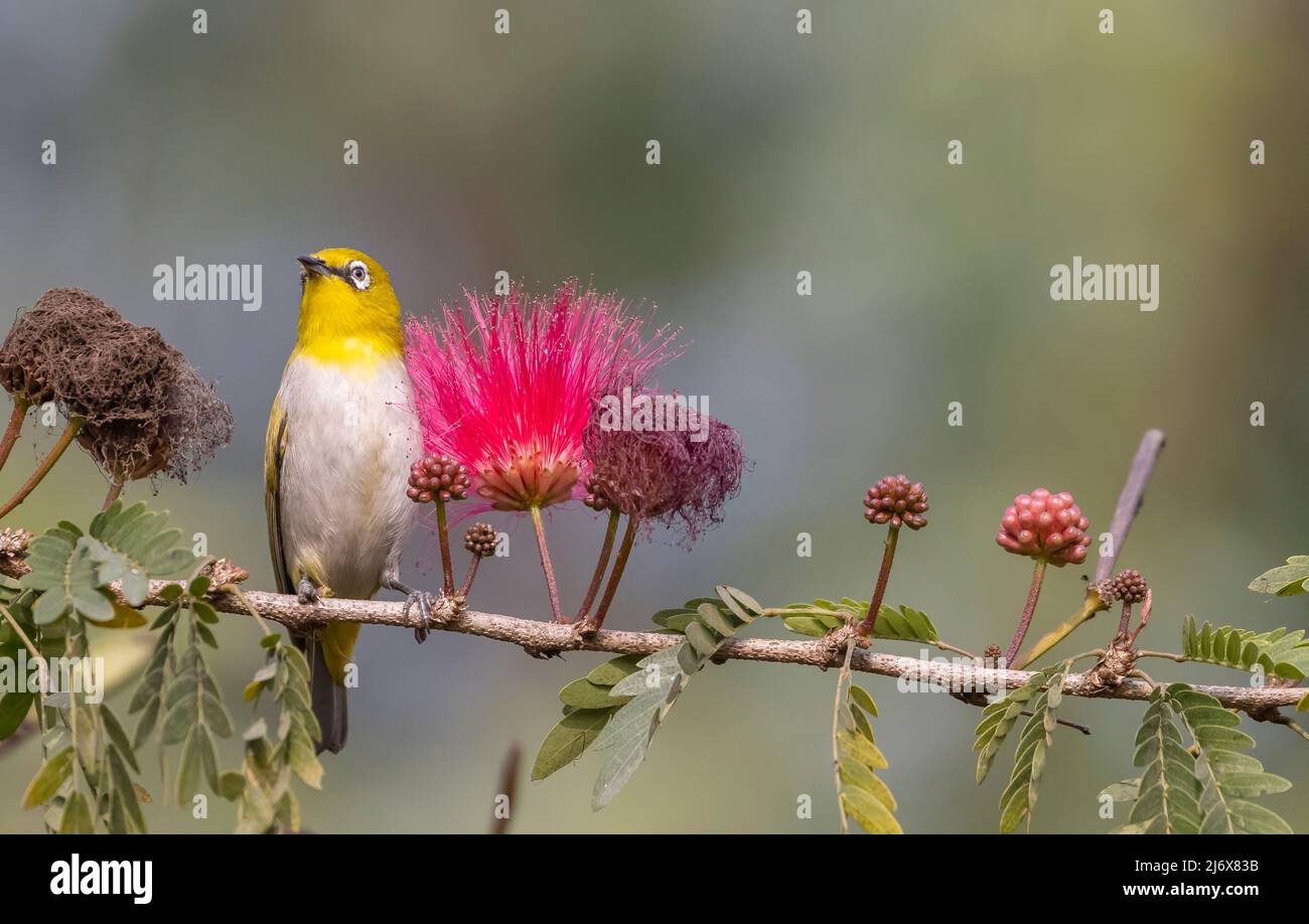 Indian white-eye or Oriental White-eye (Zosterops palpebrosus) bird ...