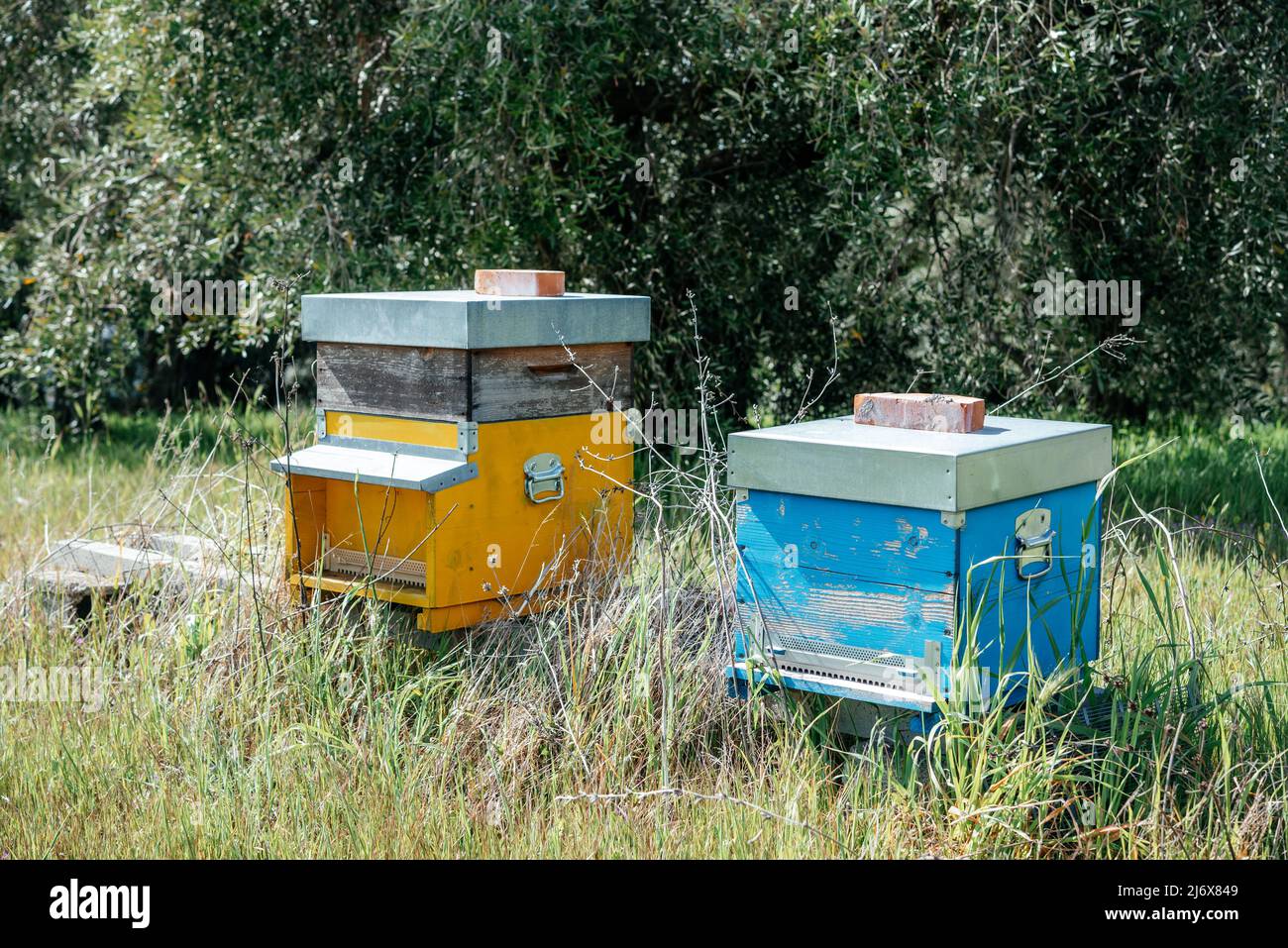 Bee hives in the field in Italy Stock Photo - Alamy