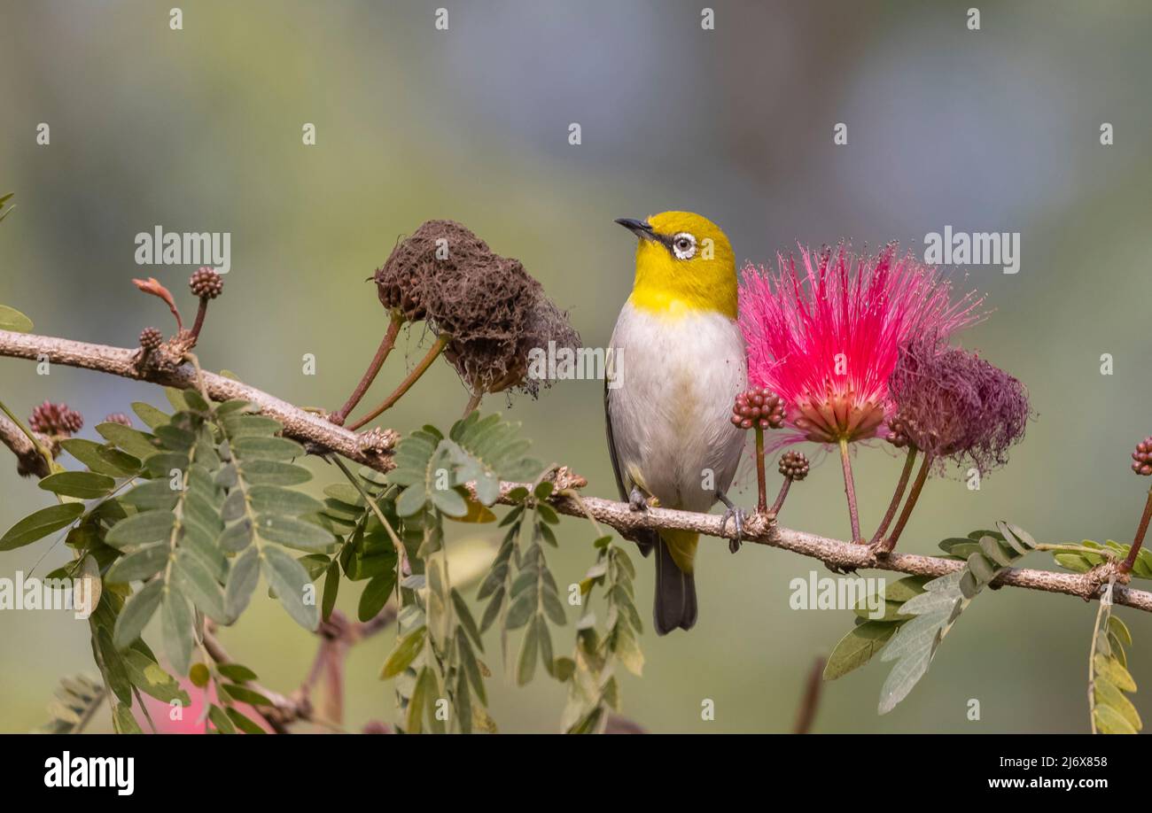 Indian white-eye or Oriental White-eye (Zosterops palpebrosus) bird ...