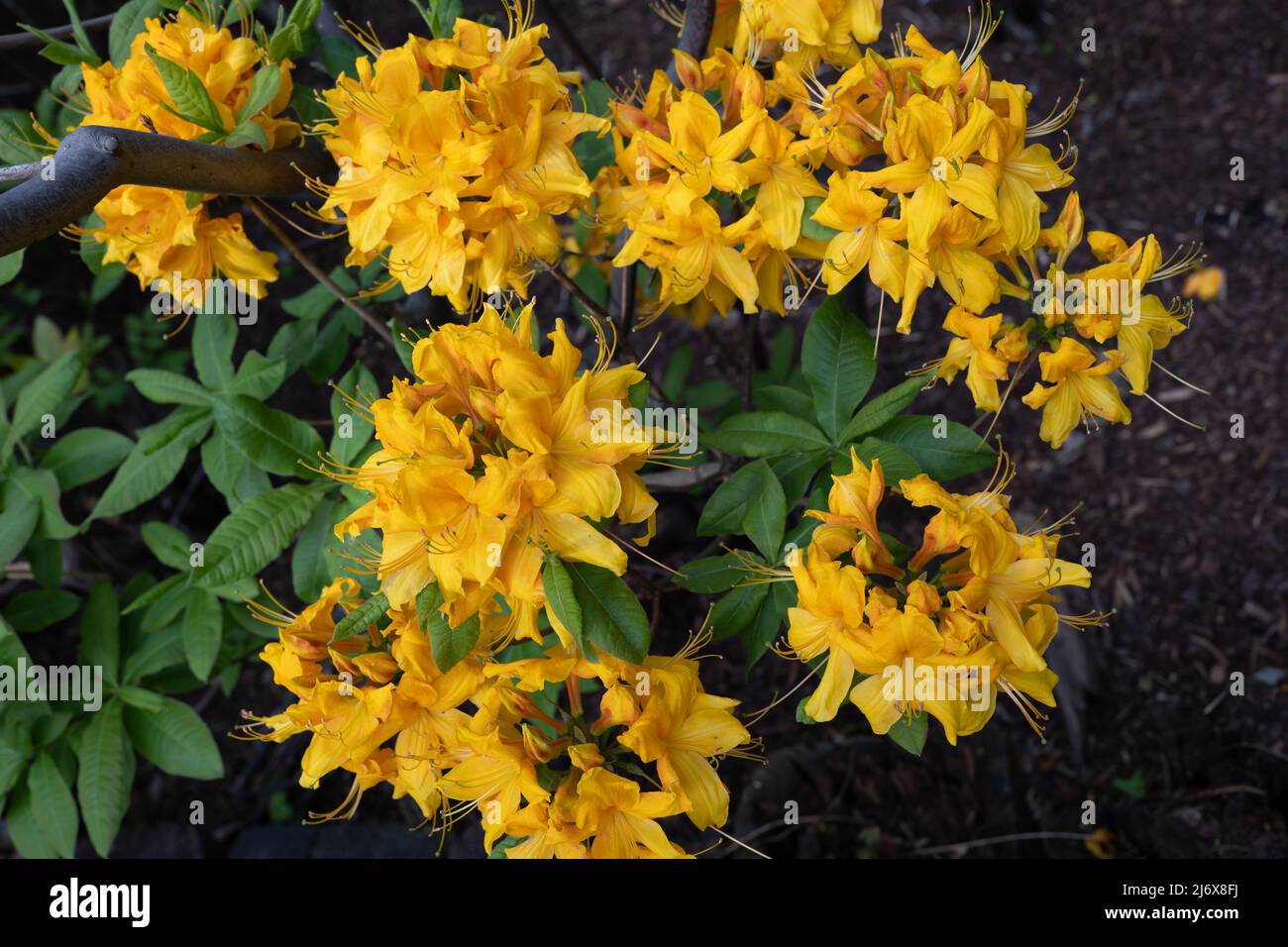 Rhododendron Luteum Sweet, Yellow Azalea or Honeysuckle Azalea blooming ...