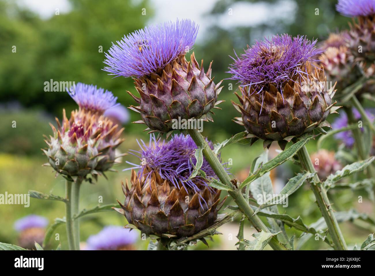 Western mediterran hi-res stock photography and images - Alamy