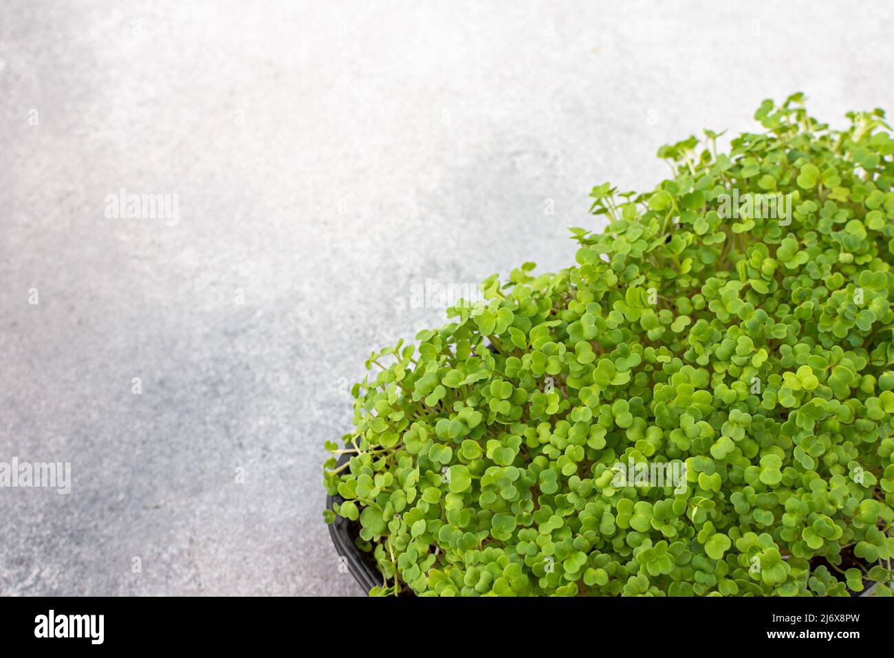 Vegetable greens of arugula, useful microgreen close-up , organic food ...