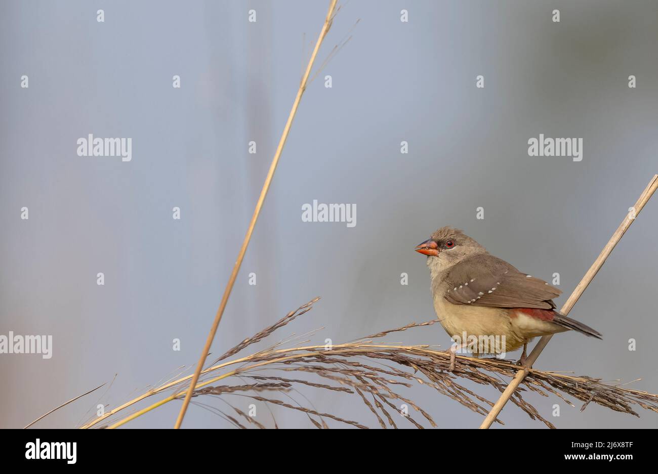 Avadavat and india hi-res stock photography and images - Alamy