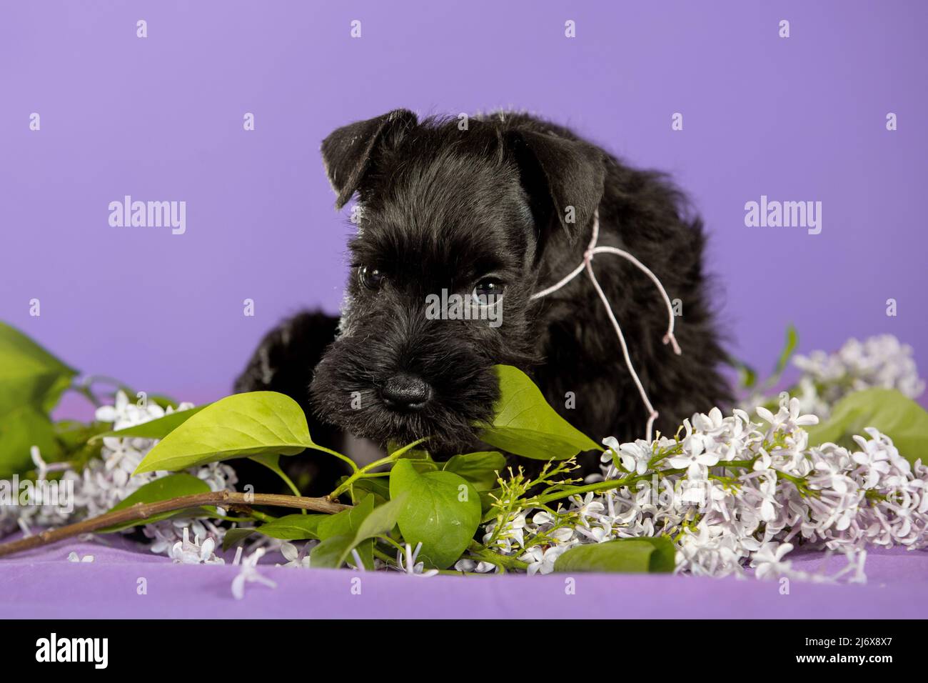 Shnauzer puppy with spring lilac fliwers on purple backround. Young ...