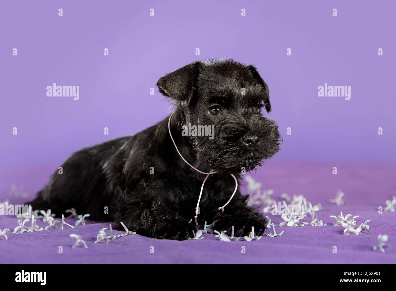 Shnauzer puppy with spring lilac fliwers on purple backround. Young ...