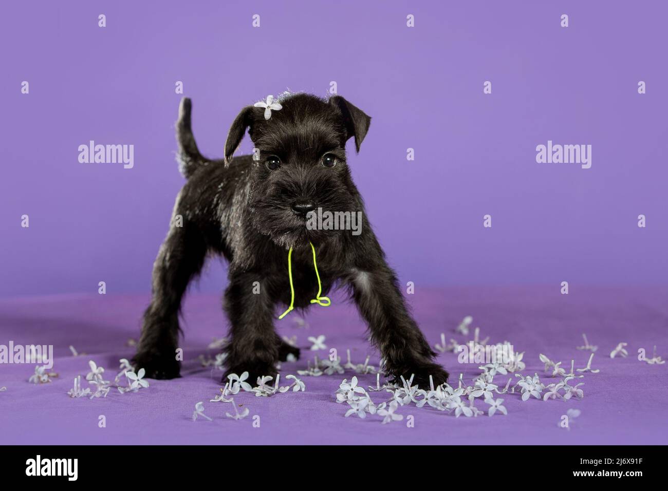 Shnauzer puppy with spring lilac fliwers on purple backround. Young ...
