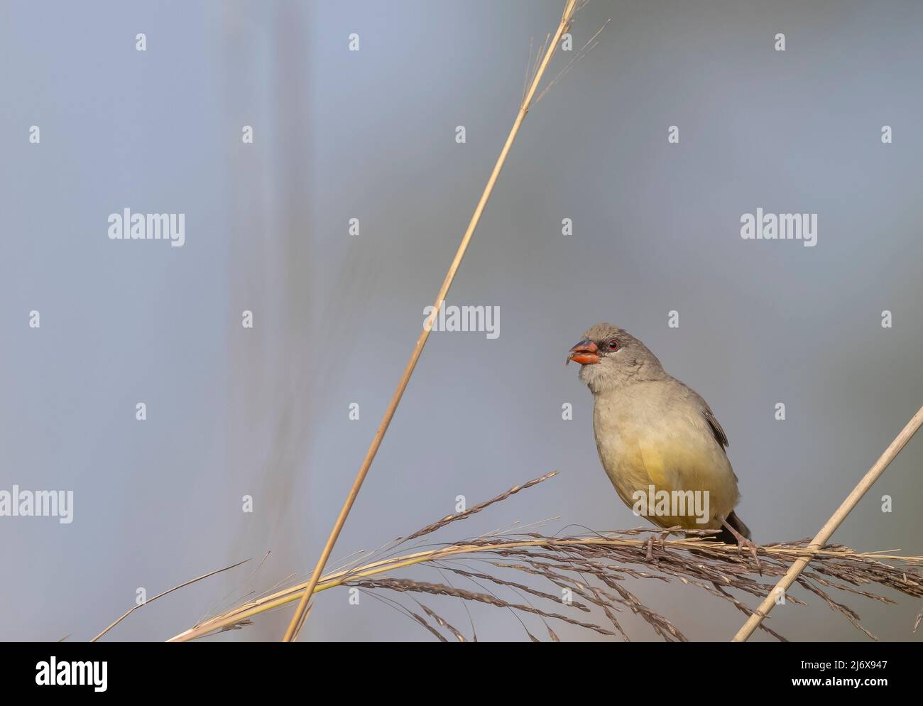 Red avadavat (Amandava amandava) female bird perching on dry bushes in ...