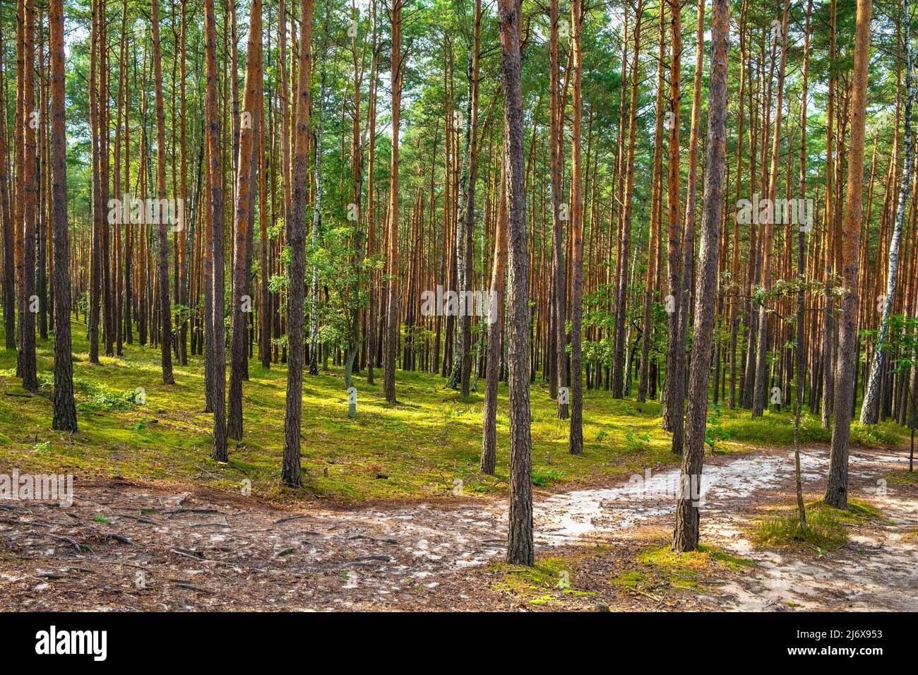 Truskaw hi-res stock photography and images - Alamy