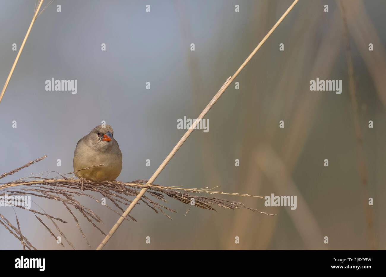 Red avadavat (Amandava amandava) female bird perching on dry bushes in ...