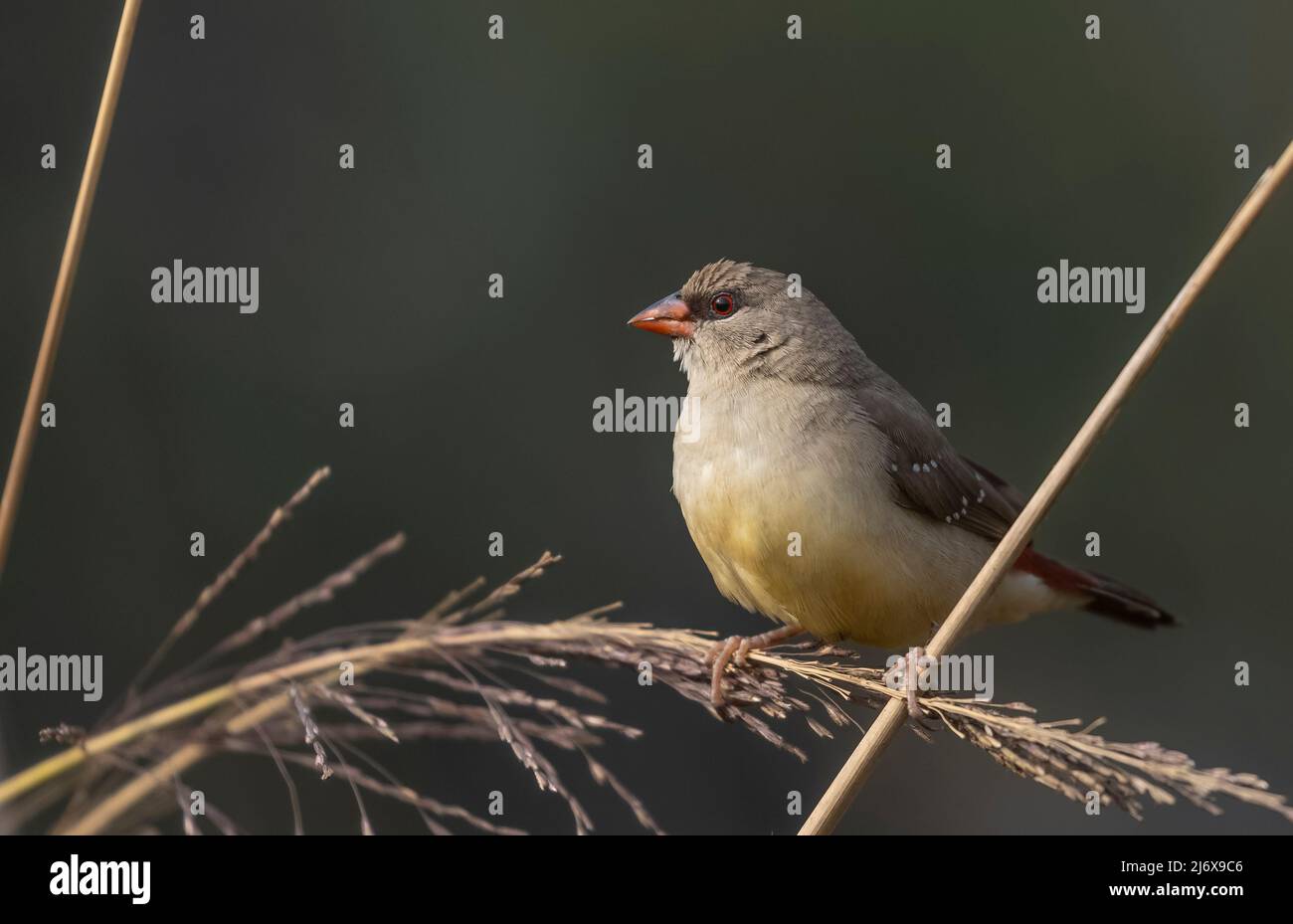 Avadavat and india hi-res stock photography and images - Alamy