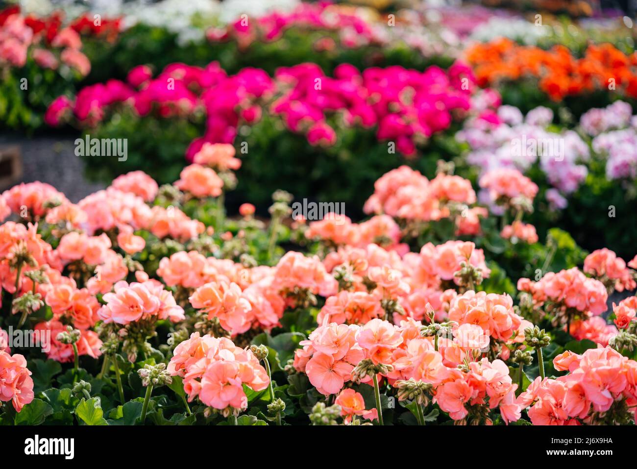 Peach and fucsia color pelargonium geranium flower in the pot at the ...