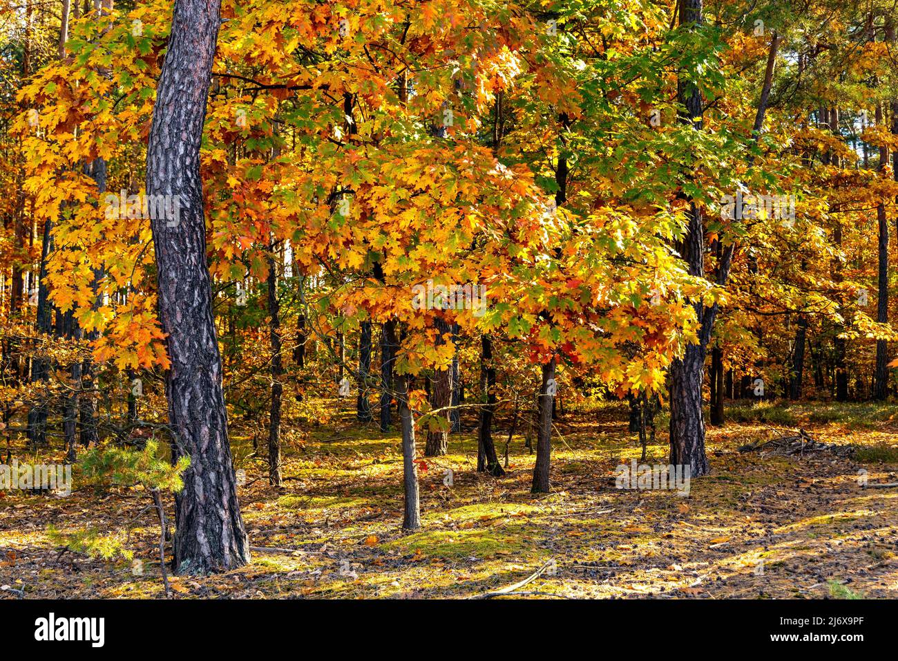 Autumn panorama of mixed forest thicket with colorful tree leaves ...