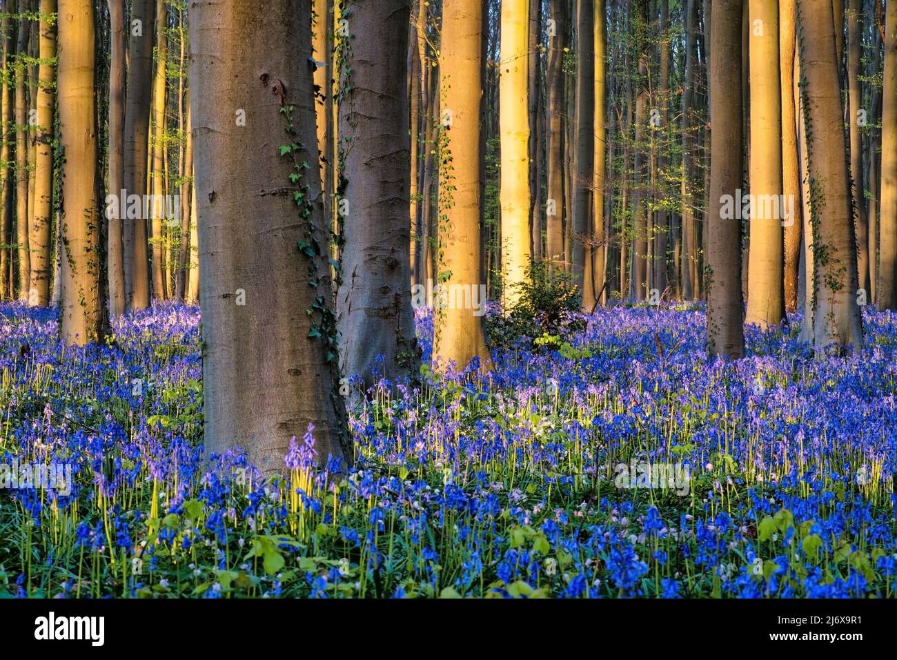 bluebells at sunrise in the bluebell forest of Hallerbos Belgium Stock ...