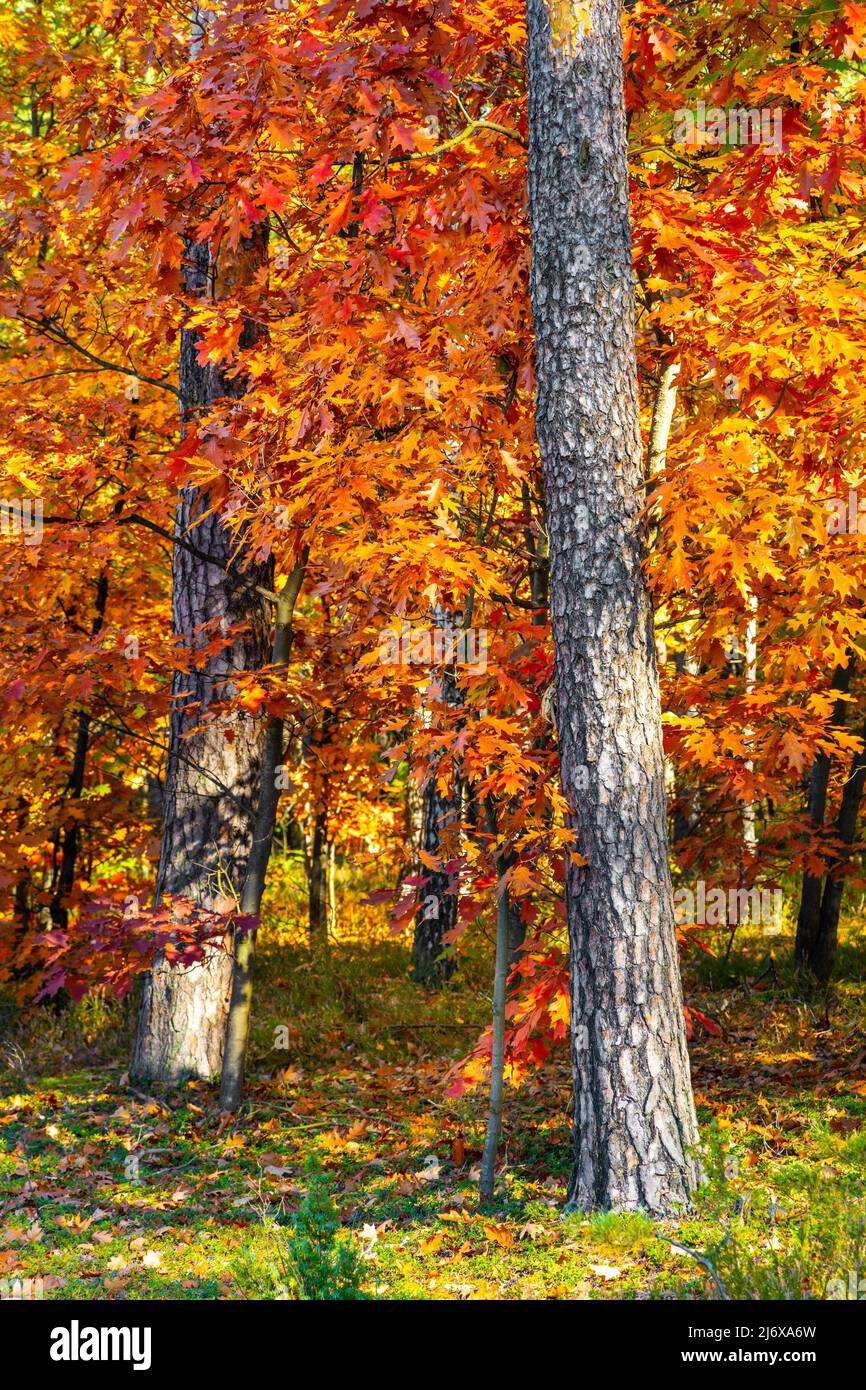 Autumn panorama of mixed forest thicket with colorful tree leaves ...