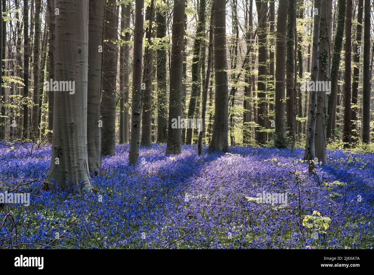 bluebells at sunrise in the bluebell forest of Hallerbos Belgium Stock ...