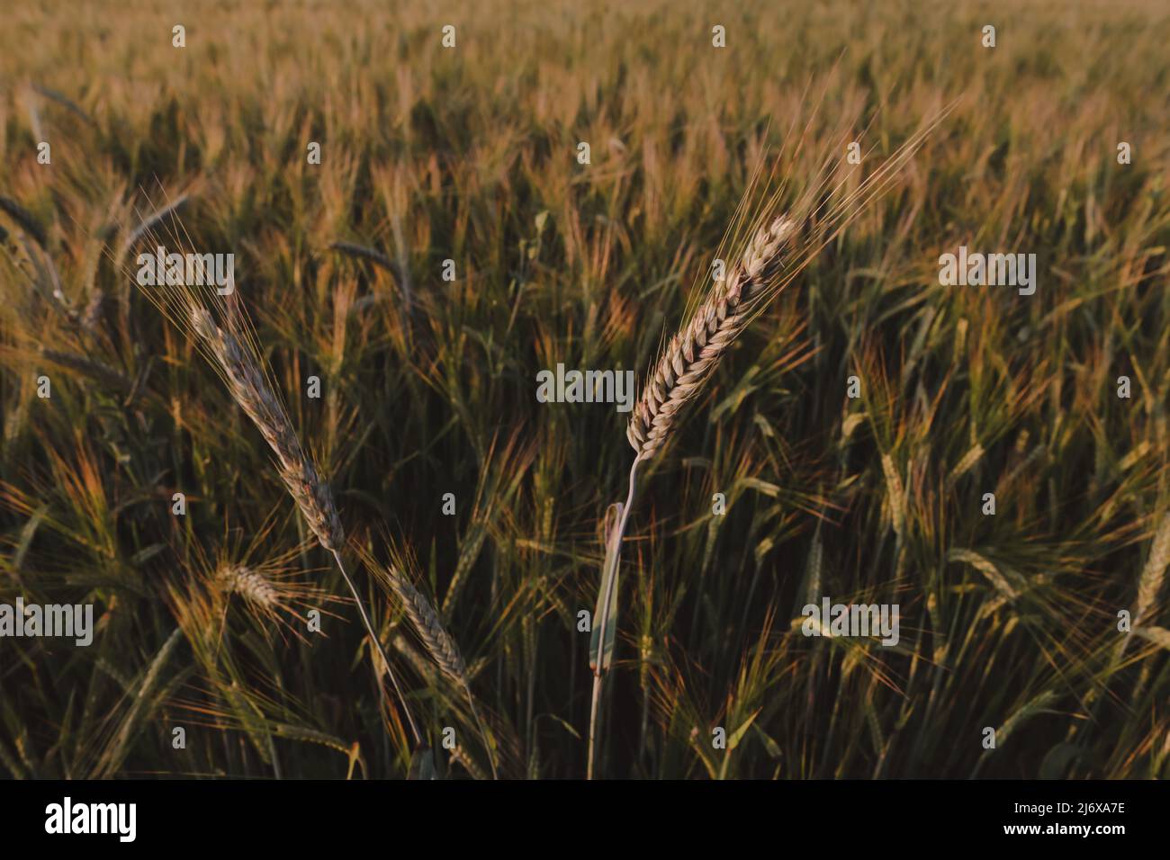 plantation of wheat. wheat crops growing texture Stock Photo - Alamy