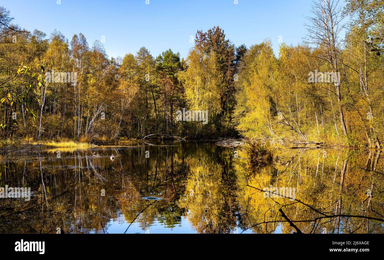 Autumn panorama of mixed forest thicket at Czarne Jeziorka Black Pond ...