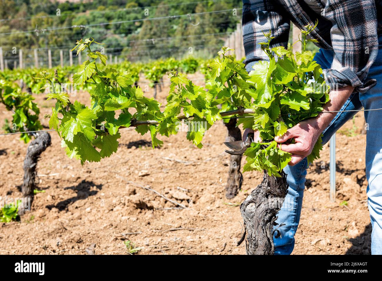 Green pruning of the vineyard. Farmer removes excess young sprouts from ...