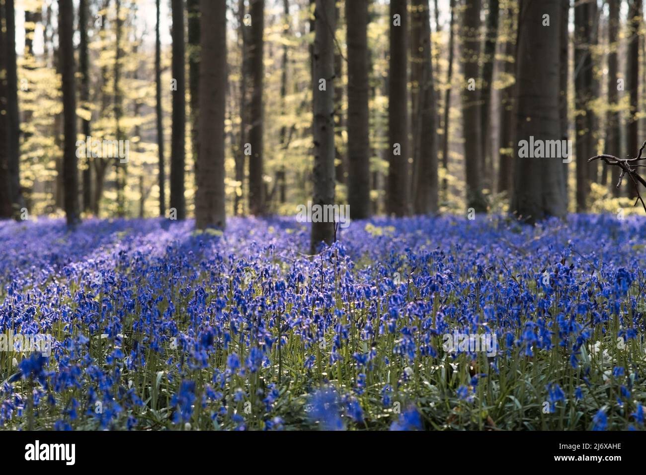 bluebells at sunrise in the bluebell forest of Hallerbos Belgium Stock ...