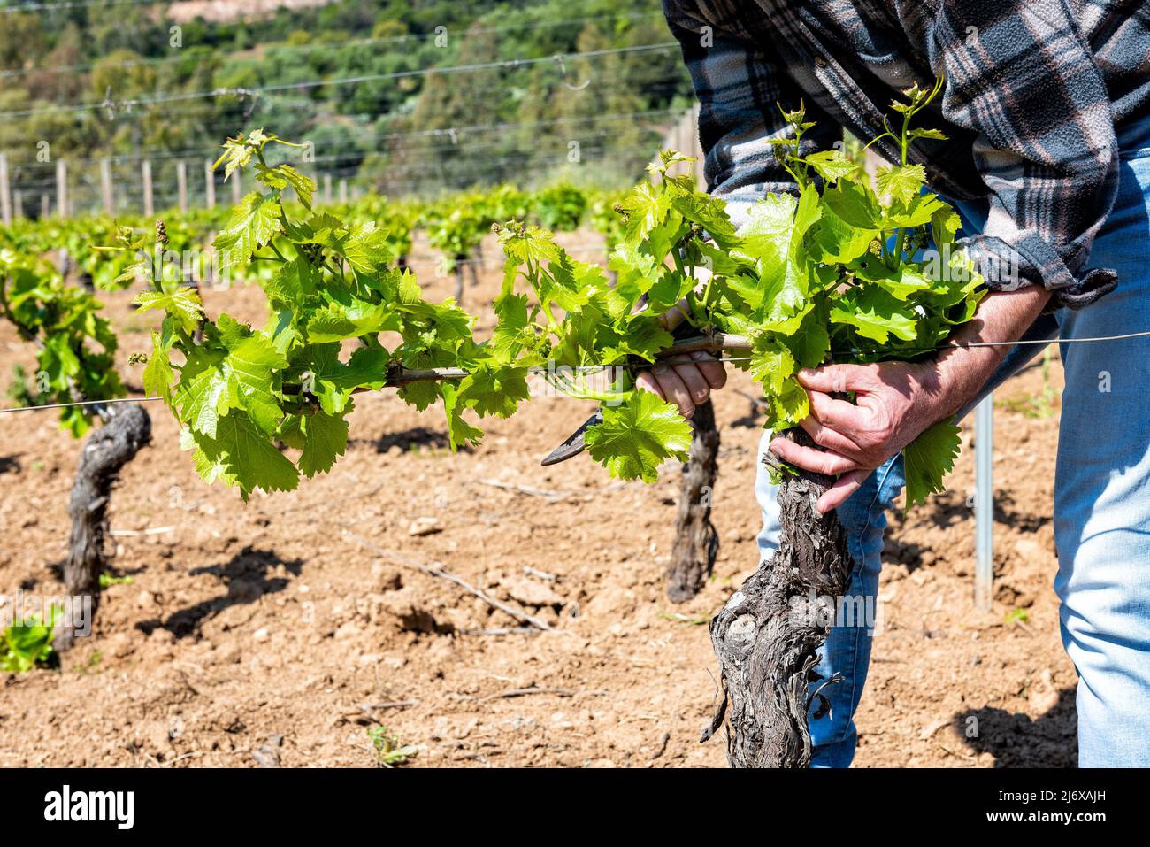 Green pruning of the vineyard. Farmer removes excess young sprouts from ...