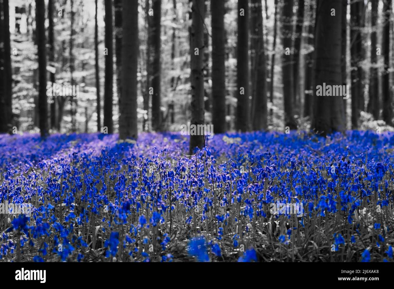 bluebells at sunrise in the bluebell forest of Hallerbos Belgium Stock ...