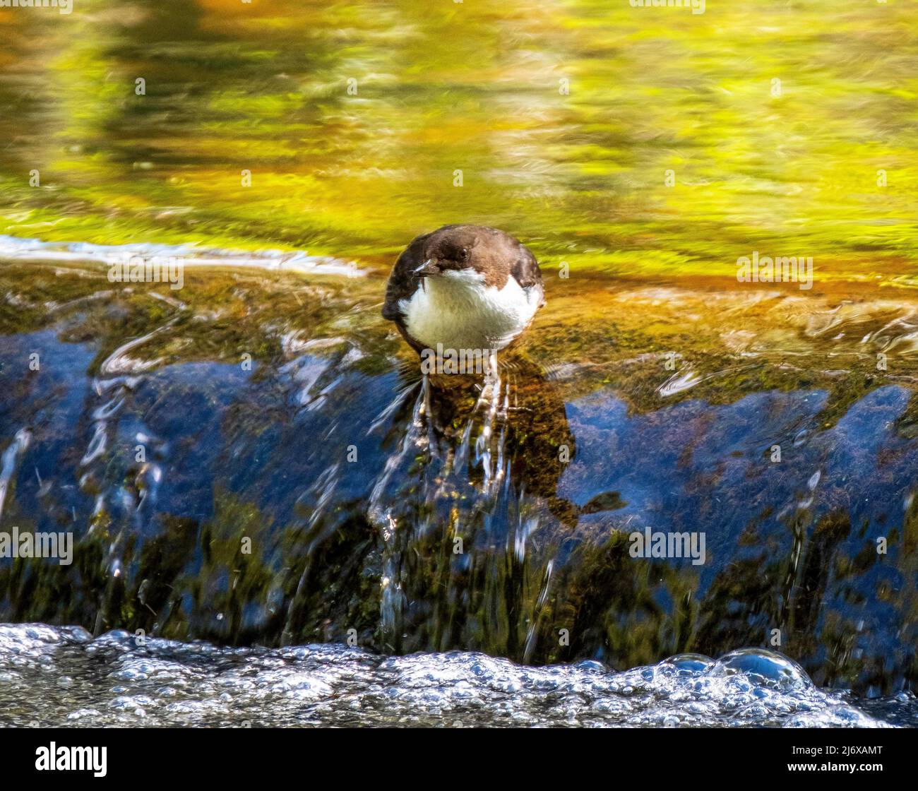 Dipper bird hi-res stock photography and images - Alamy