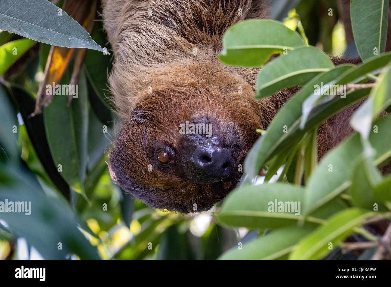 Two-toed sloth, Choloepus didactylus, hanging in a tree. This nocturnal ...