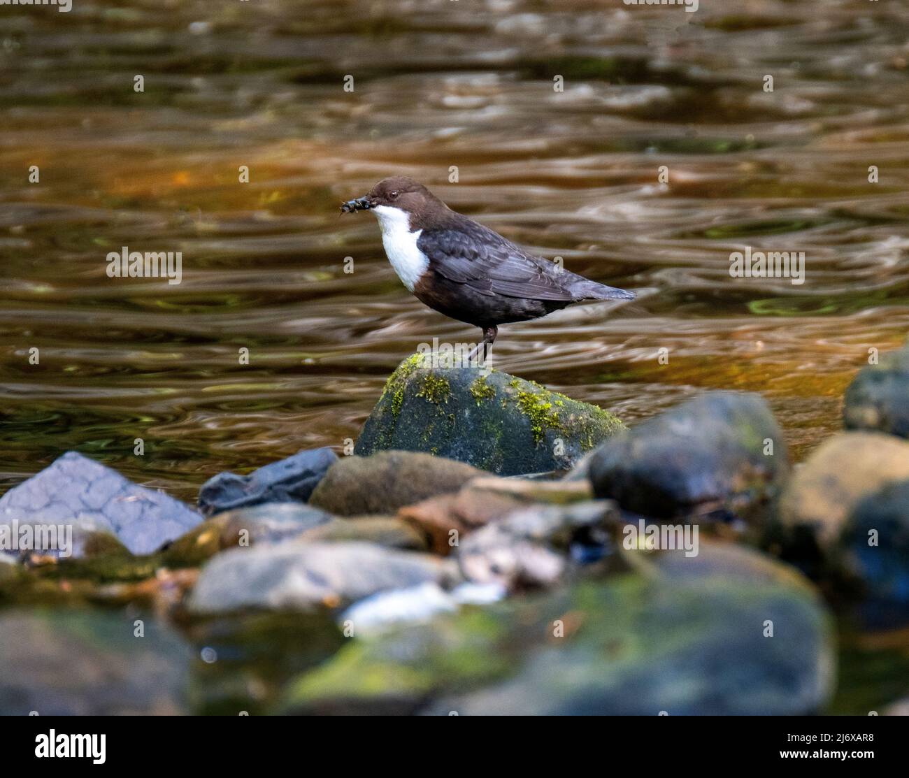 Dipper species hi-res stock photography and images - Alamy
