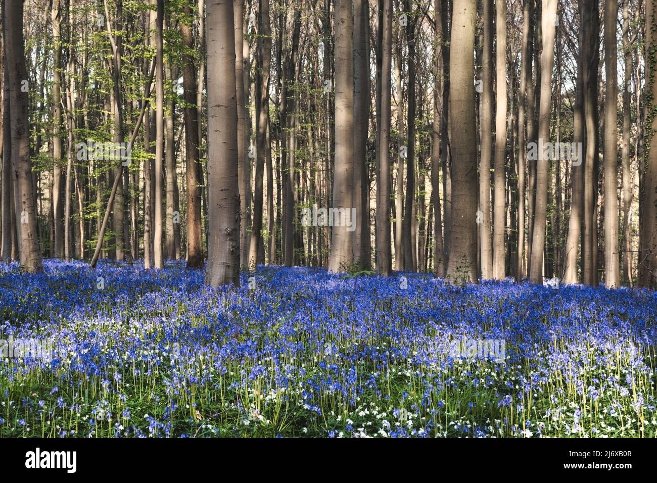 bluebells at sunrise in the bluebell forest of Hallerbos Belgium Stock ...