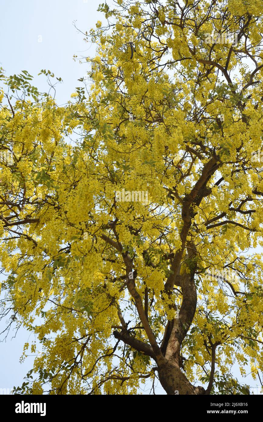Cassia Fistula Bark