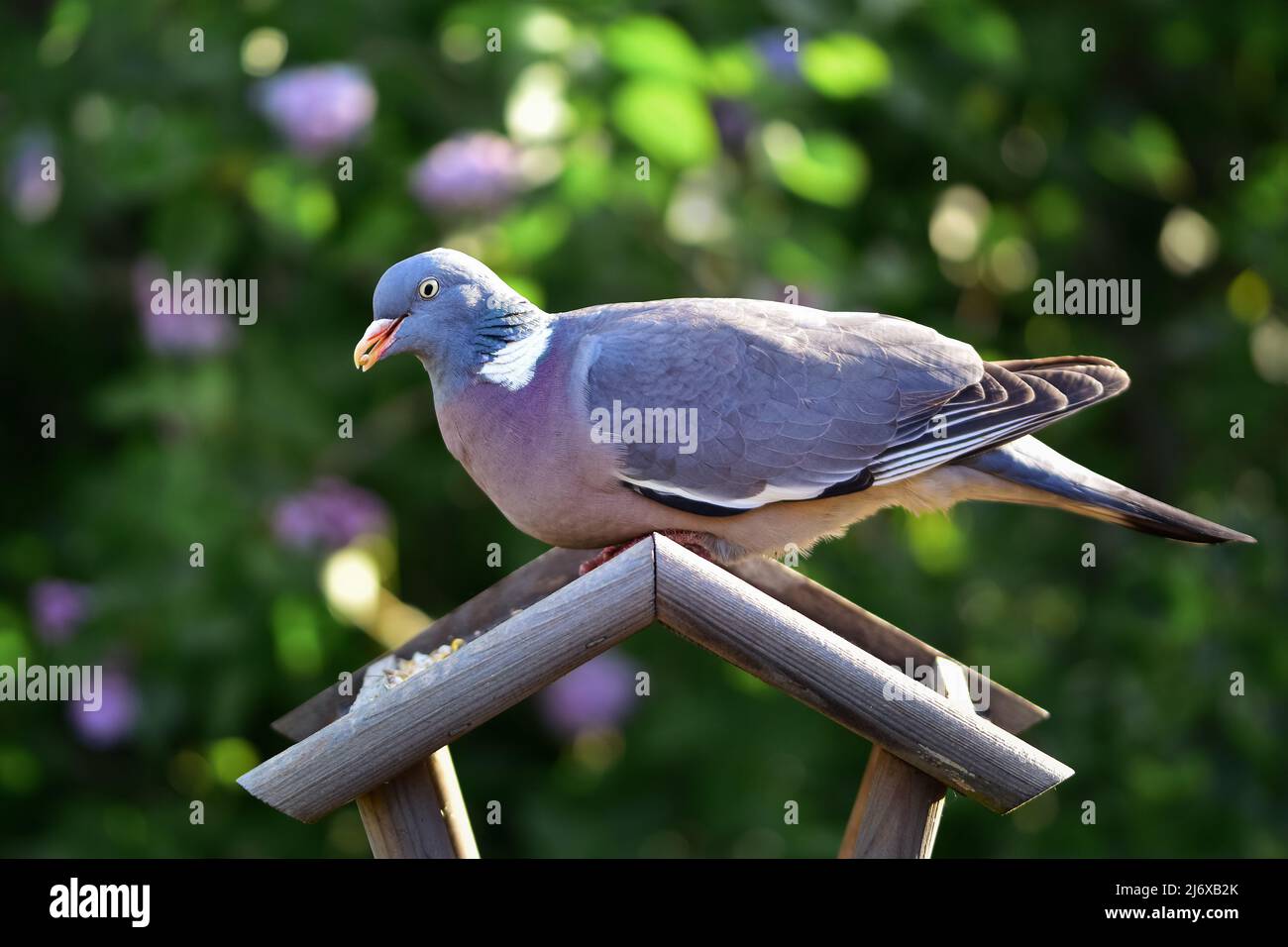 Backlit wood pigeon (Columba palumbus) on bird feeder close up, shallow ...