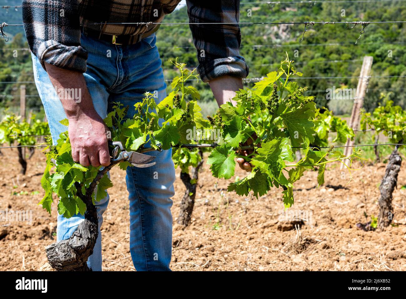 Green pruning of the vineyard. Farmer removes excess young sprouts from ...