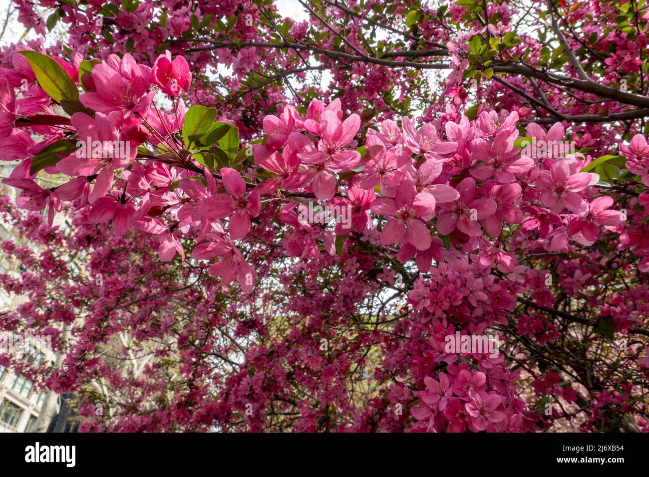 Revit Malus Spring Snow Flowering Crabapple
