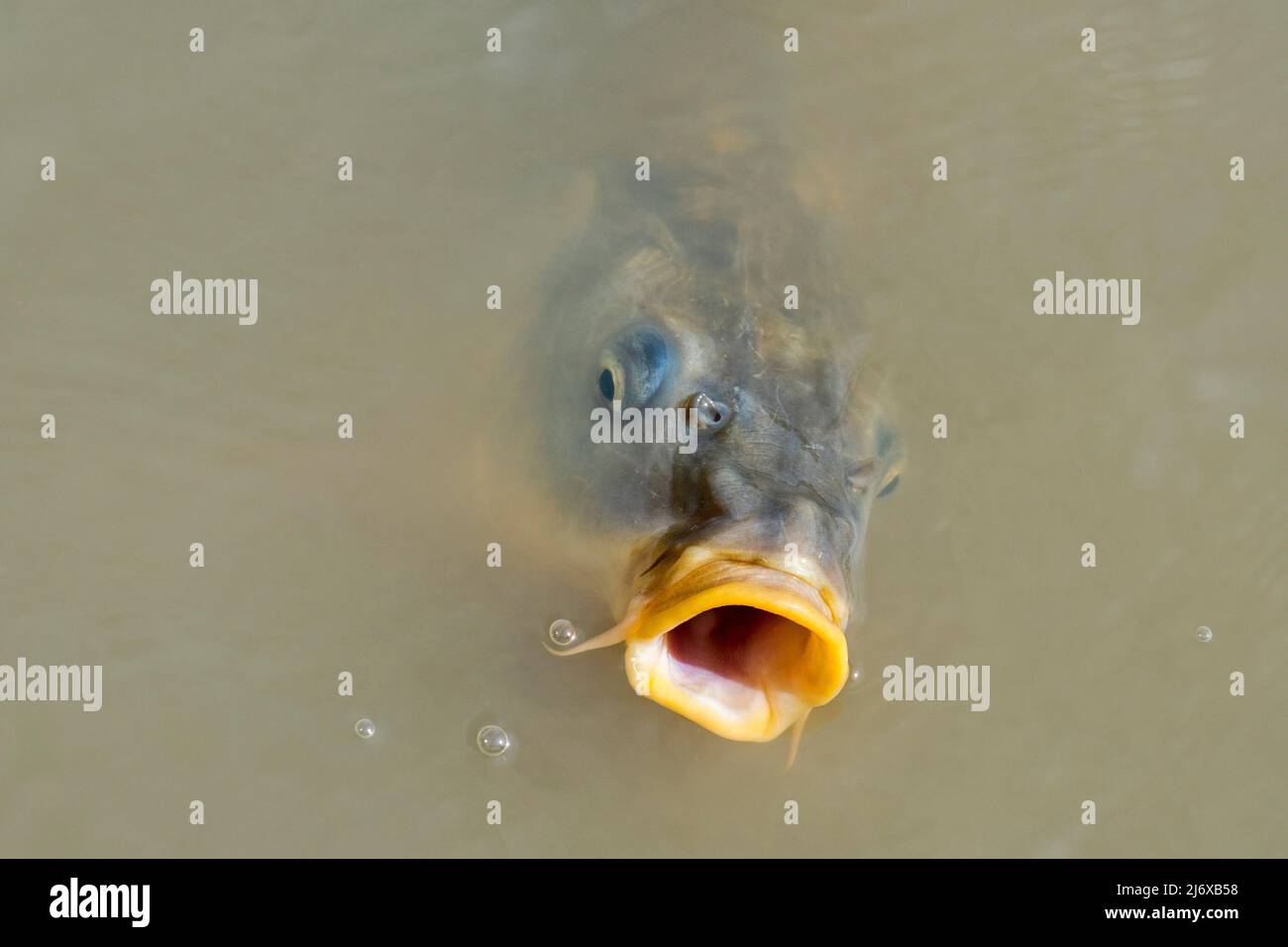 Eurasian carp / European carp / common carp (Cyprinus carpio) breathing ...