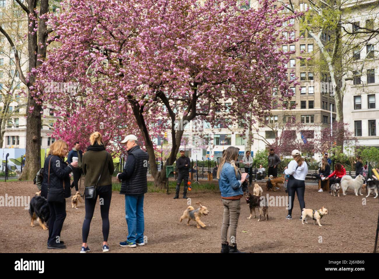Madison square park in springtime hi-res stock photography and images ...