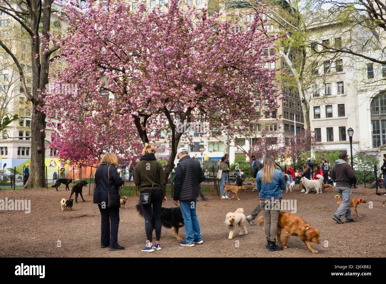 Springtime is beautiful in Madison Square Park, New York City, USA 2022 ...