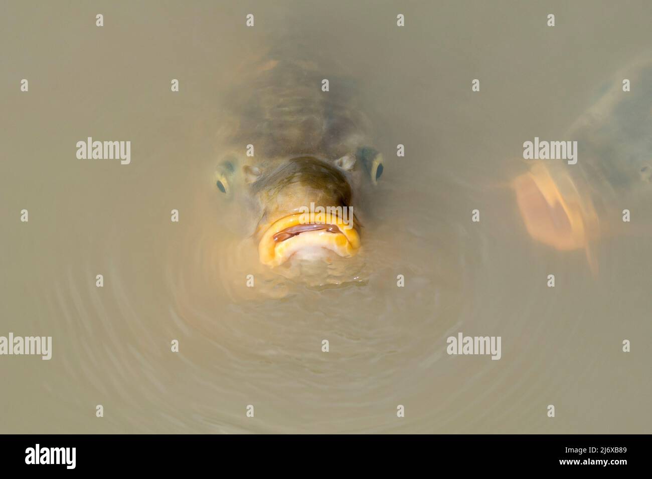 Two Eurasian carps / European carps / common carp (Cyprinus carpio ...