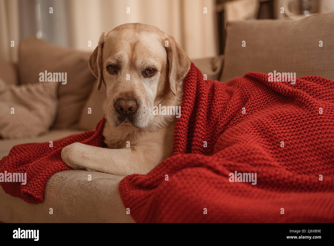 adorable fawn Labrador on the couch under a red blanket Stock Photo - Alamy
