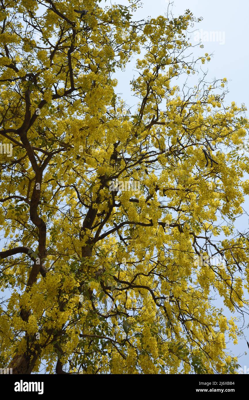 Cassia fistula or Golden Shower Tree in full bloom at Nana Rao Park or Company Bagh (formerly ...