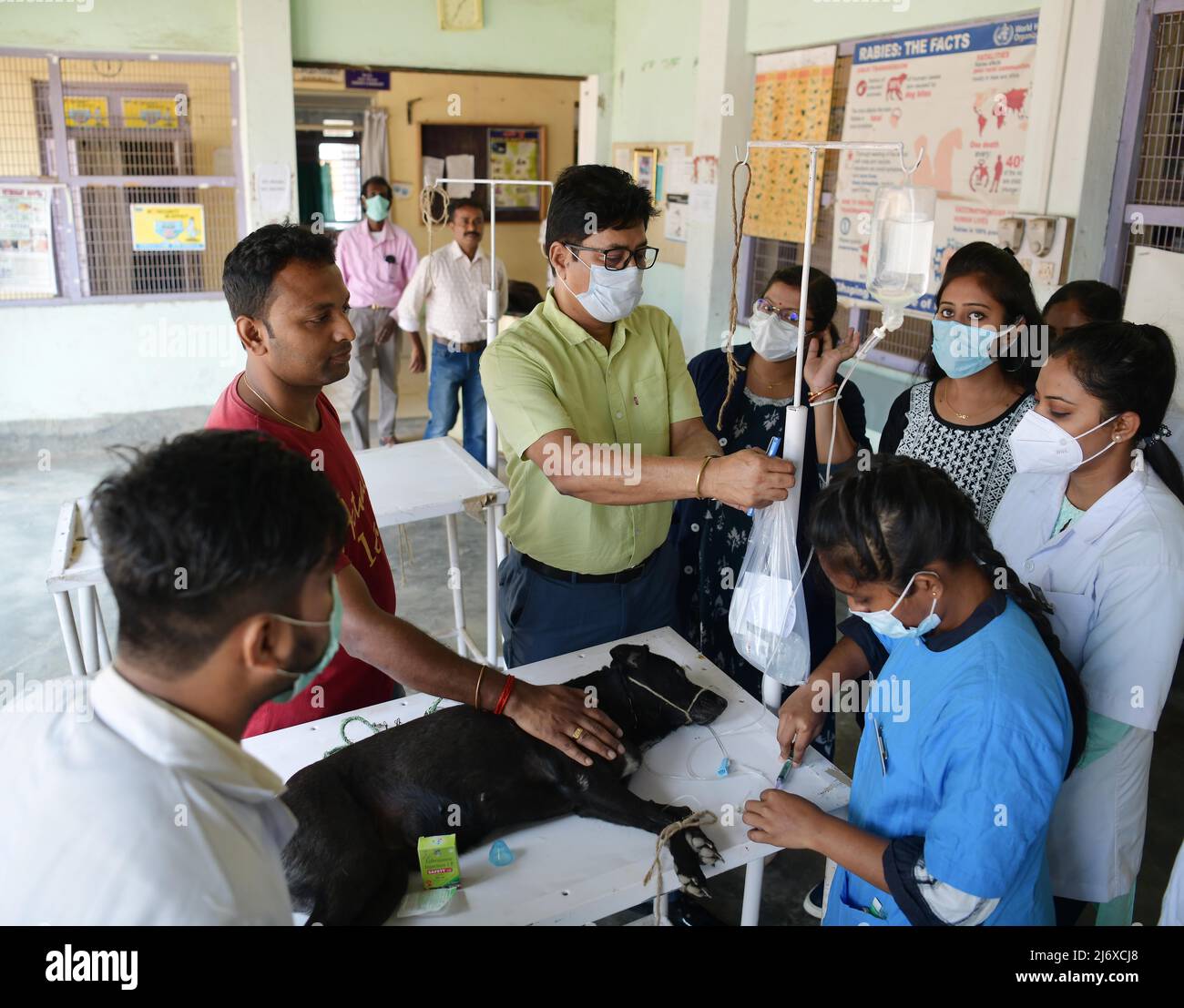 Veterinary doctors providing treatment to dogs on World Veterinary Day ...