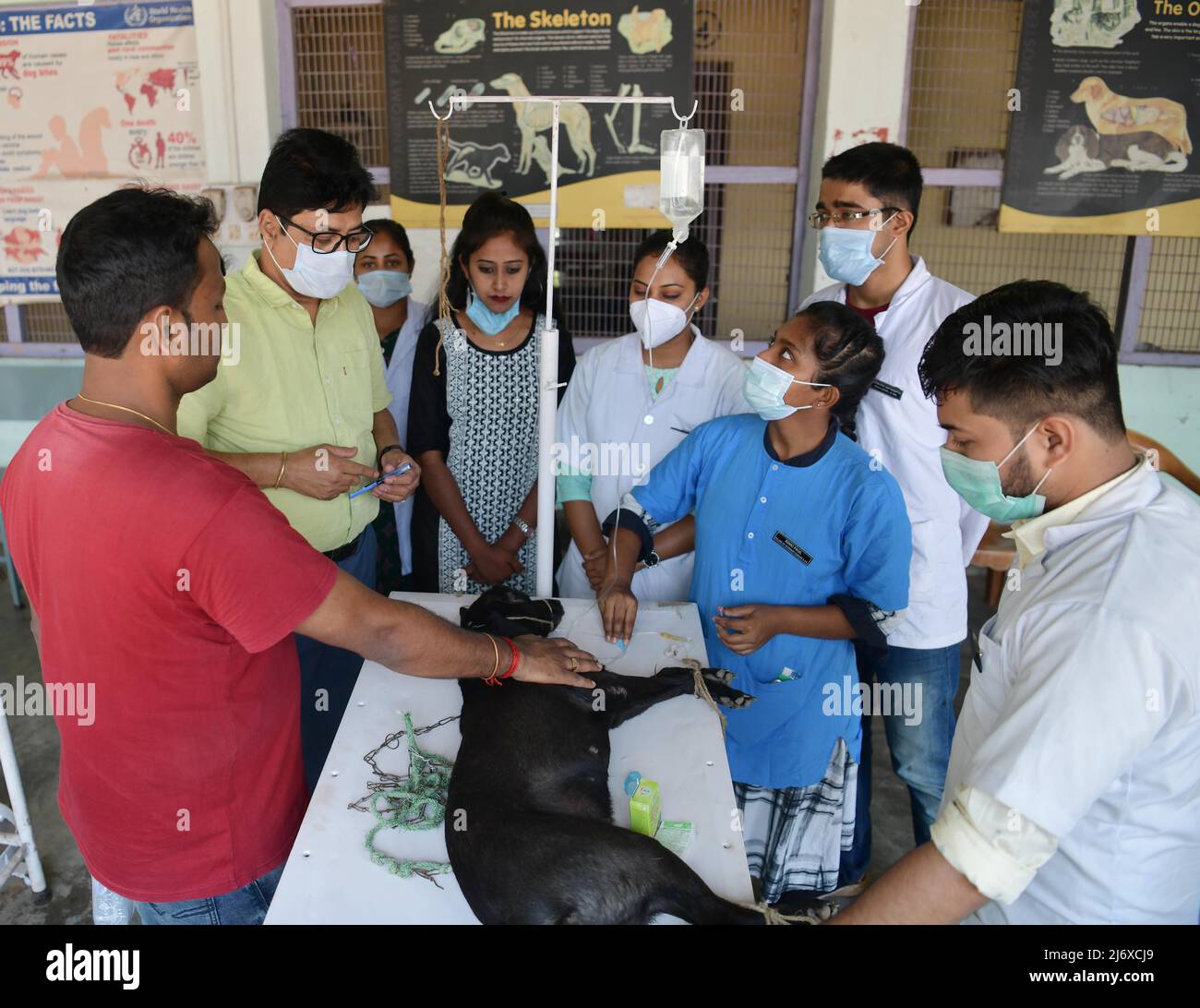 Veterinary doctors providing treatment to dogs on World Veterinary Day ...