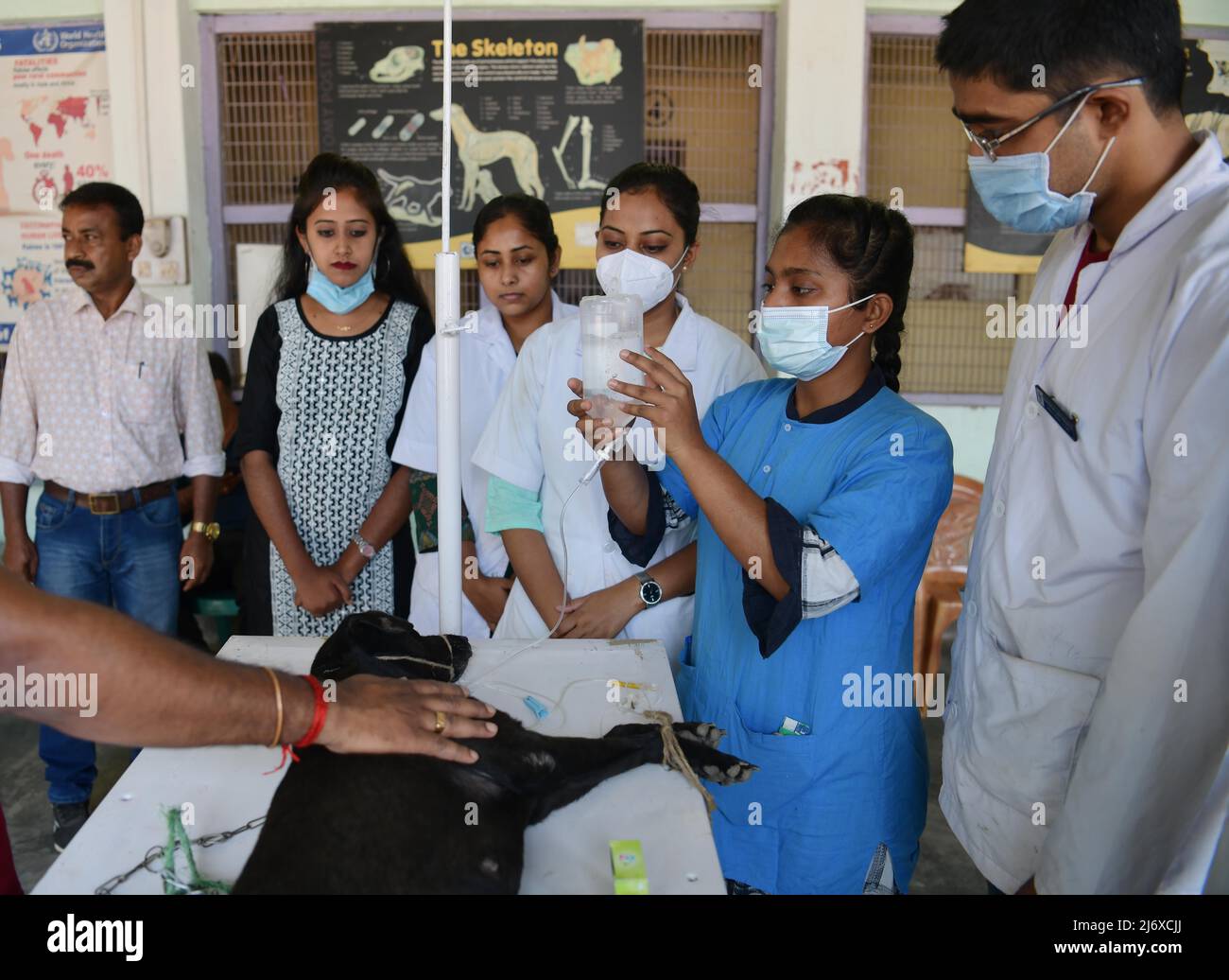 Veterinary doctors providing treatment to dogs on World Veterinary Day ...