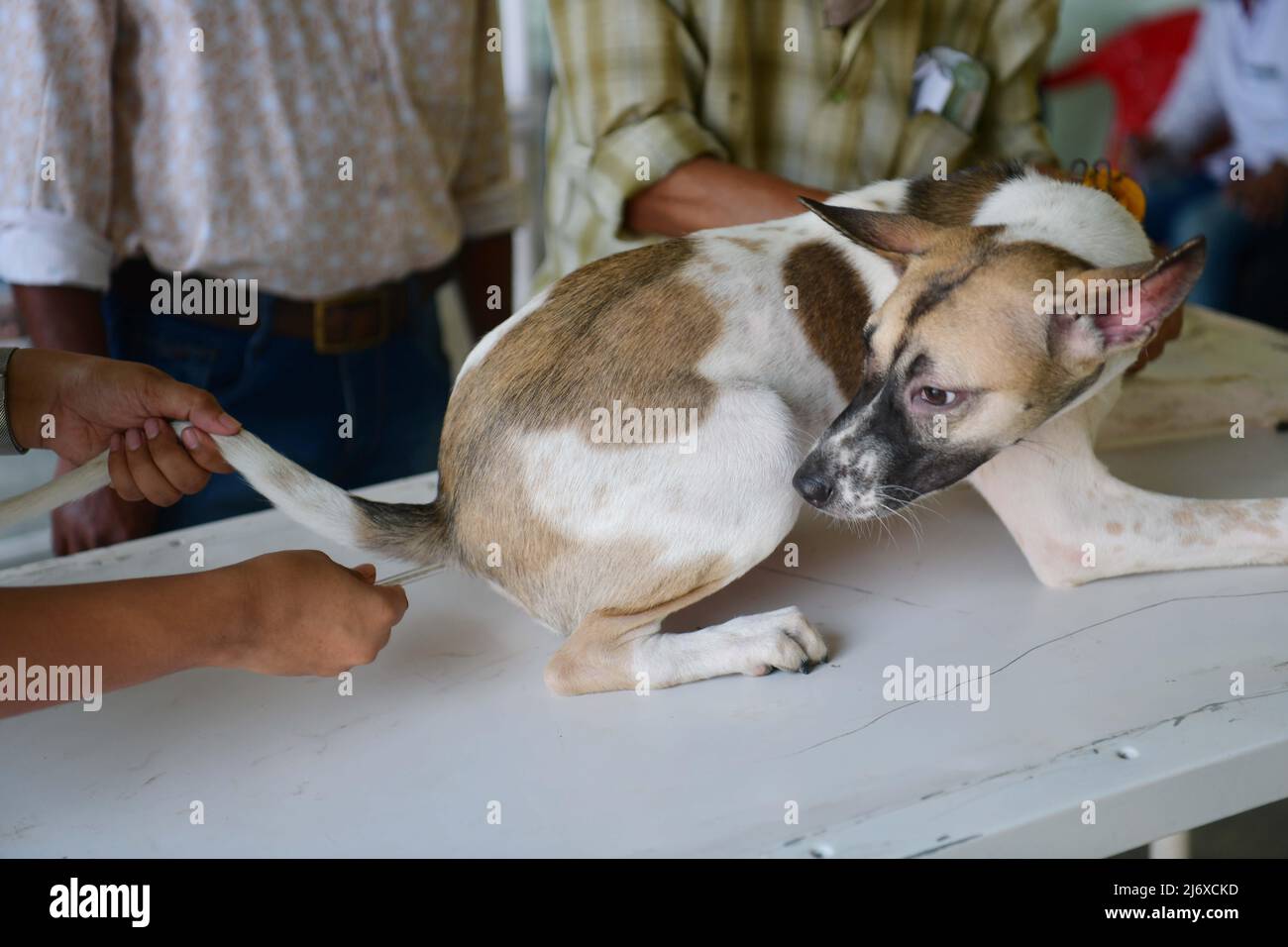Veterinary doctors providing treatment to dogs on World Veterinary Day ...
