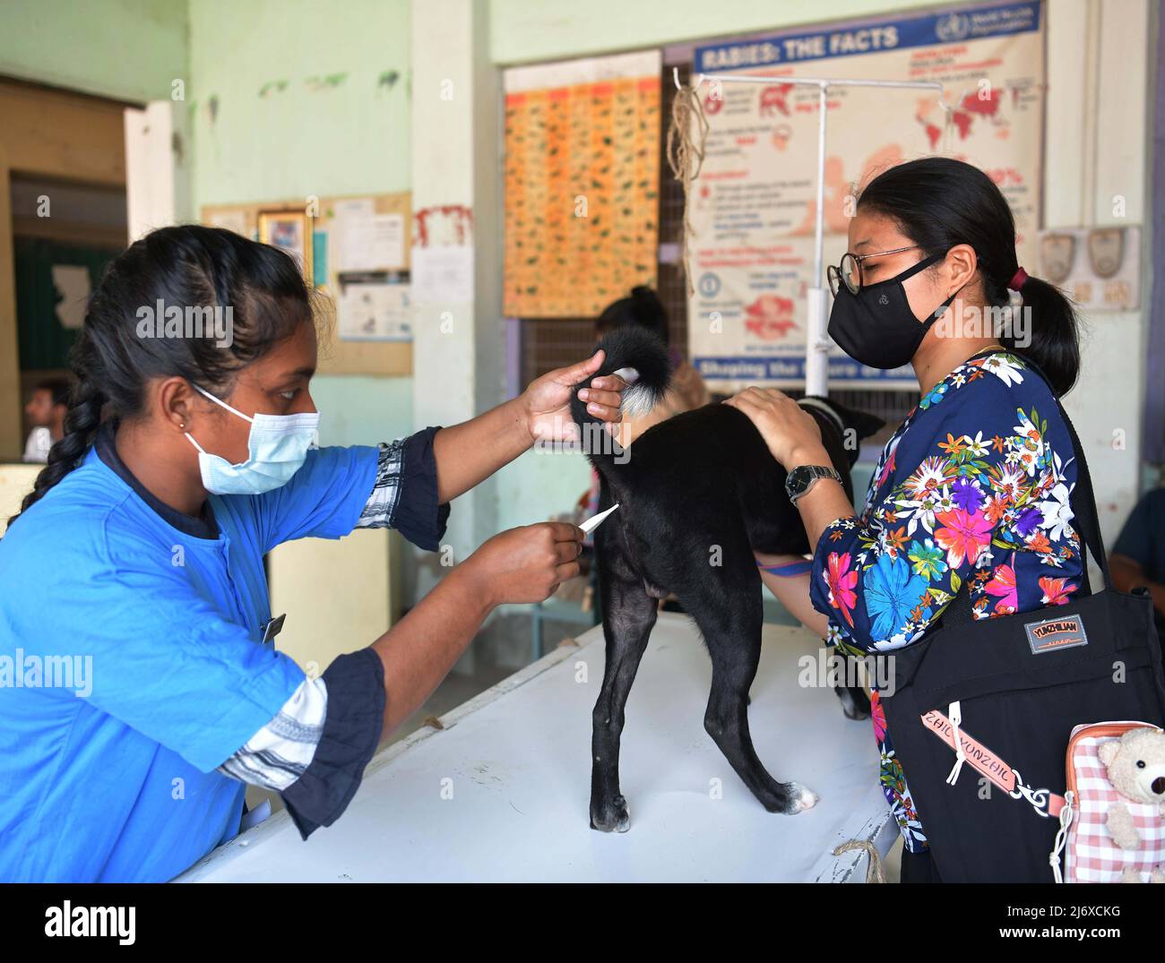 Veterinary doctors providing treatment to dogs on World Veterinary Day ...